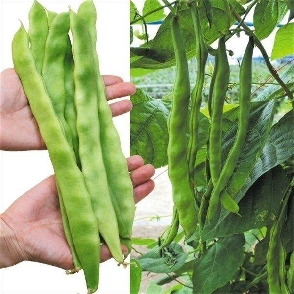 ●商品情報：幅2cm・長さ20〜25cmにもなるつるあり大平莢インゲン！ 花つきよく多収で、非常に柔らかく甘味があり美味。柔らかすぎて手摘みしかできないため、市場にはほとんど出回りません。暑さに強く、ねじれ果が少ないので育てやすい！●莢長（...