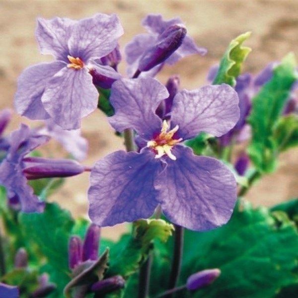 ●商品情報群植が美しい●お届け状態種●分類1年草 ●花期(約)3〜5月●草丈(約)50cm ●備考※種子の粒数は、目安を記載しております。実際の粒数と差異がありますが、ご了承ください。採種地の気候等の播種条件により粒状・大きさが異なる場合が...