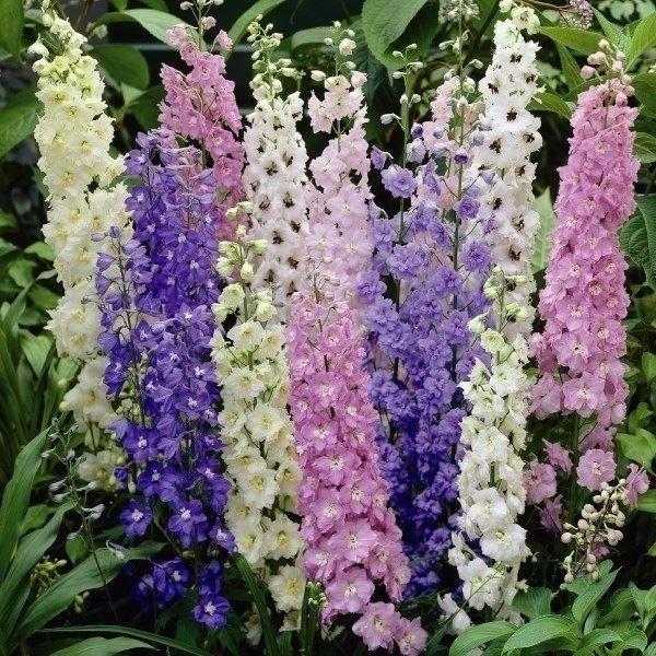 ●商品情報草丈があるので伸びた穂先に花をつけると目立つ!●お届け状態種●分類1年草 ●花期(約)6〜8月 ●草丈(約)100cm ●発芽適温15〜20℃ ●栽培適地庭・鉢・切花