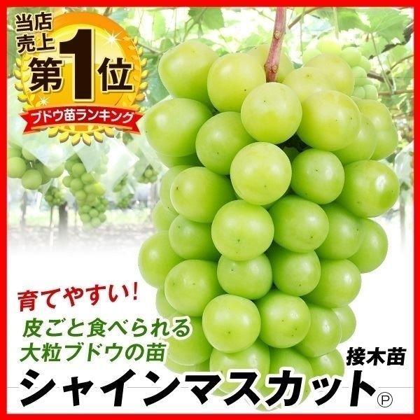 ●商品情報：糖度約20度と甘く、酸味が少ない有名美味ブドウ!  爽やかなマスカット香が素晴らしく、果肉は締まって食味・食感抜群!!  皮が薄く渋味がないので、皮ごと美味しく食べられます。日持ち性が良好で、花振るい少なく裂果もなく品質抜群!!...