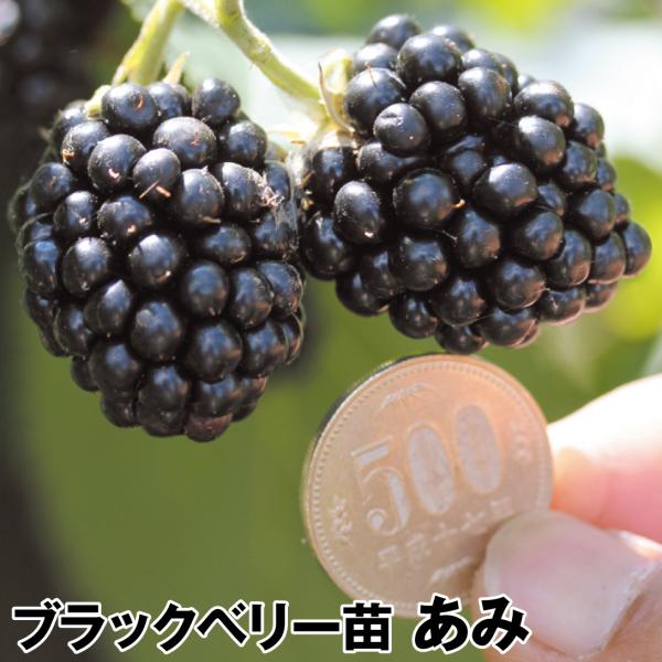 ●商品情報：グレープジュースのような 味わいで、最大16g(平均12〜13g)になる超大粒ブラックベリー!!  嬉しいトゲなし種です。●お届け状態：挿木1年生ポット苗●分類：落葉樹●生長後の樹高(約)：1〜1.5m●収穫時期(約)：6月下旬...