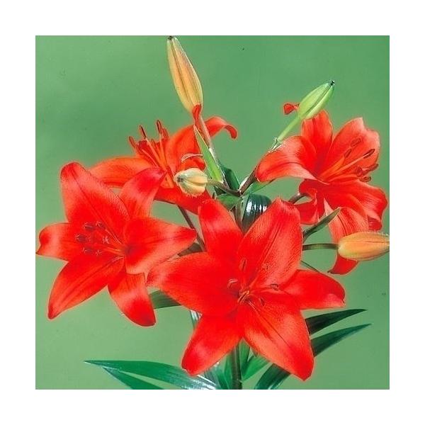 ●商品情報：6月に植えて8月頃に咲くように冷凍処理を施したゆりの球根。お盆シーズンの切花に!●お届け状態：球根(開花見込み)●草丈(約)：50-100cm●開花時期(約)：8月頃※開花調整を行っておりますが、栽培環境により開花時期が前後する...