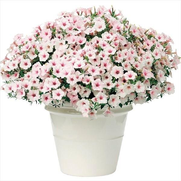 ●商品情報：日本の真夏の試験を乗り越えたペチュニアの中の優秀品種「スーパーチュニアR」シリーズ。１株で直径６０〜８０ｃｍにまで広がる！暑さや蒸れに強く傷みにくく、たとえ傷んでも驚異の回復力で元通りに。摘芯なしでも分枝するから管理は楽々♪登録...