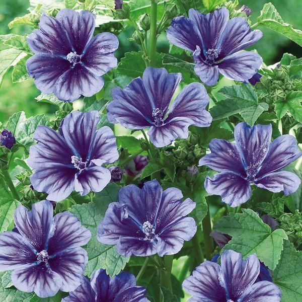 ●商品情報：夏の暑い時期に、涼し気な青花が美しいマロウ。地植えで放任栽培可能です。   ●お届け状態：素掘苗   ●分類：多年草   ●花期(約)：7〜10月   ●日照条件：日なた   ●耐寒性：強   ●草丈(約)：80cm   ●栽培...