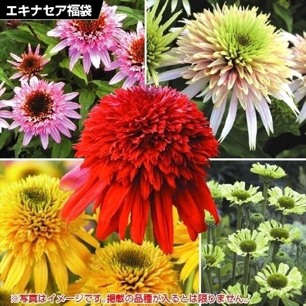 ●商品情報：花壇でも切花でも人気の夏の花! 暑さに強く育てやすい。数あるエキナセアの中から品種見計らい・名称付でお届けします。   ●お届け状態：ポット苗   ●分類：多年草   ●花期(約)：6〜9月   ●日照条件：日なた   ●耐寒性...