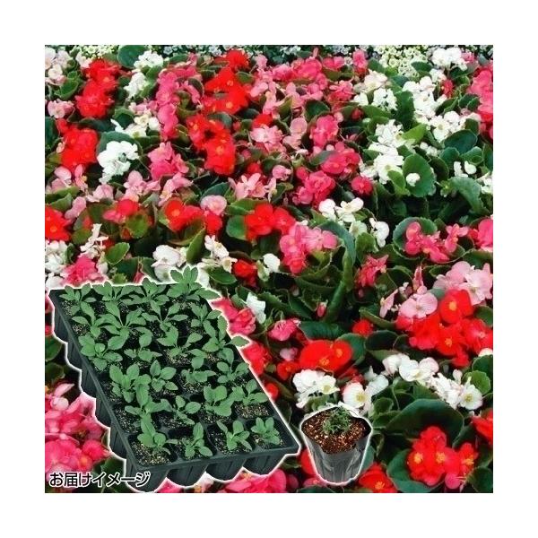 ●商品情報：ベゴニアは春から初冬まで咲き続けるウレシイ逸材。摘芯するとこんもりよく茂るのも魅力です。   ●お届け状態：9ｃｍポット苗   ●分類：1年草   ●花期(約)：5〜11月   ●草丈(約)：20〜30ｃｍ   ●日照：日なた ...