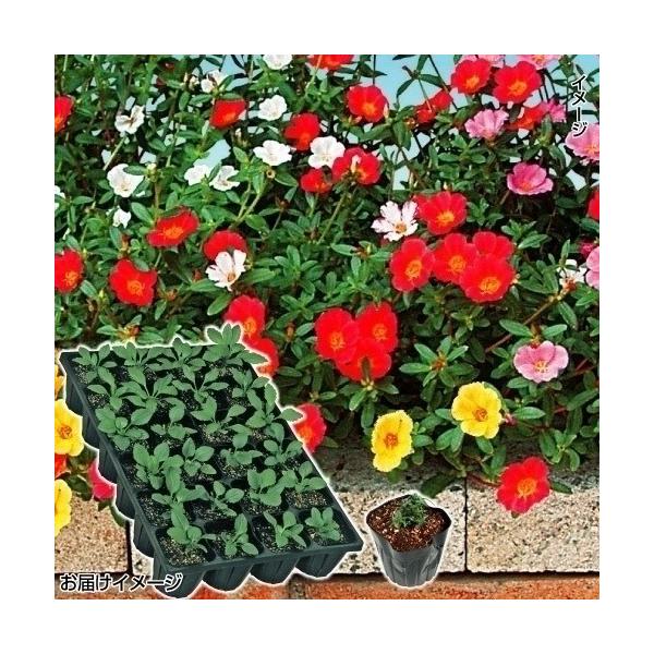 ●商品情報：ポーチュラカはとっても乾燥に強い夏の代表花。分枝よくグランドカバーにも最適。   ●お届け状態：9ｃｍポット苗   ●分類：1年草   ●花期(約)：5〜10月   ●草丈(約)：15ｃｍ   ●日照：日なた   ●栽培適地：庭・鉢