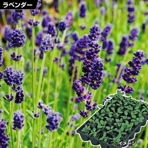 ●商品情報：美しい紫と香り高い芳香！   ●お届け状態：9cmポット苗   ●分類：多年草   ●花期(約)：5〜7月   ●草丈：20〜40cm   ●耐寒性：強   ●日照条件：日なた   ●栽培適地：庭・鉢・切り花   ●備考：※無選...