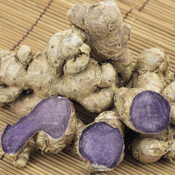 幻の食材!●商品情報：「黒生姜」、「クラチャイダム」などとも呼ばれ、アントシアニンやマンガンなどの栄養素を豊富に含有!原産国タイでは、日々の活力をサポートする秘訣として古くから親しまれています。●お届け状態：種芋●収穫期(約)：11月●日照...