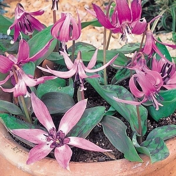 ●商品情報：花は軽く茹でて酢の物・和え物に。葉は煮物・天ぷら・おひたしなど。根は煮物やきんとんなどに。本物のカタクリ粉にもできます。●お届け状態：種球●分類：多年草●日照：日なた（夏：半日陰）●耐寒性：強●収穫時期（約）：3〜5月