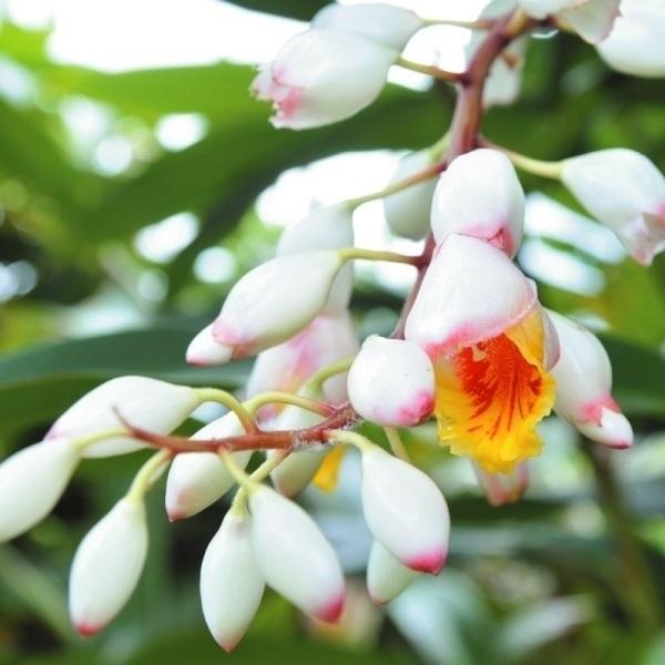 ●商品情報：ポリフェノールを豊富に含んだ葉を乾燥させて月桃茶に!可憐な花も楽しめ、防虫効果も。暖地であれば露地植えも可能です。●お届け状態：ポット苗●分類：多年草●日照：日なた〜半日陰●耐寒性：中