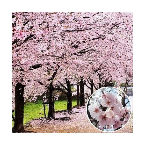●商品情報：言わずと知れた、日本で最も愛されている桜。生長が早い。●お届け状態：接木1年生根巻苗※上部を切り戻した状態でのお届けになる場合があります。●分類：落葉樹●花期(約)：4月上旬〜●花径(約)：中輪●樹高(約)：3〜8m●日照：日な...
