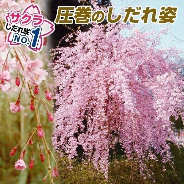 ●商品情報：淡桃色の八重咲き小輪花をつけてしだれる姿はまさに絶景!! 大人気枝垂れ桜です。●お届け状態：接木1年生根巻苗※上部を切り戻した状態でのお届けになる場合があります。●分類：落葉樹●花期(約)：4月上旬〜●花径(約)：小輪●樹高(約...