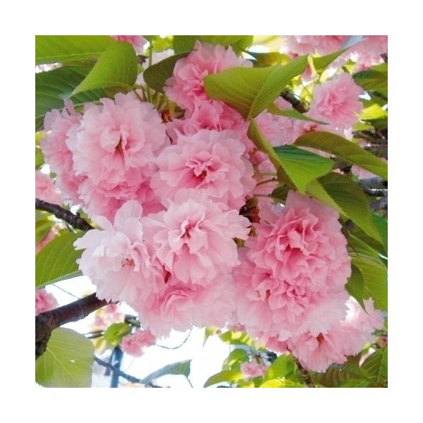 ●商品情報：海外でも人気の高い、八重桜の有名品種。花弁数は最大50枚以上!! 花もちが良く、愛らしい濃桃花が長く楽しめます。●お届け状態：接木1年生根巻苗※上部を切り戻した状態でのお届けになる場合があります。●分類：落葉樹●花期(約)：4月...