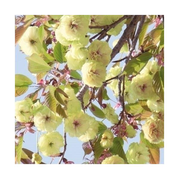 ●商品情報：大輪・八重の淡い黄緑色花をつける人気品種。咲き終わりに中心部が桃色に。●お届け状態：接木1年生根巻苗※上部を切り戻した状態でのお届けになる場合があります。●分類：落葉樹●花期(約)：4月下旬〜●花径(約)：大輪●樹高(約)：3〜...