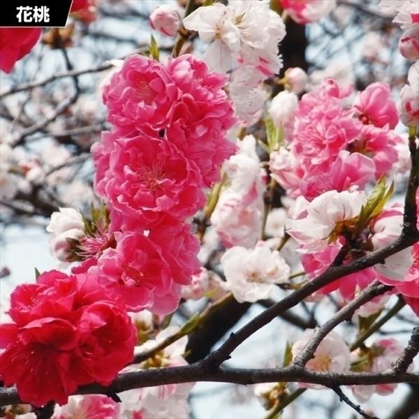 ●商品情報：紅・桃・白・絞りなどに咲き分ける人気の花桃。●お届け状態：接木1年生根巻苗※上部を切り戻した状態でのお届けになる場合があります。●分類：落葉樹●花期(約)：4月上旬〜●花径：大輪●生長後の樹高(約)：3〜5ｍ●日照条件：日なた●...