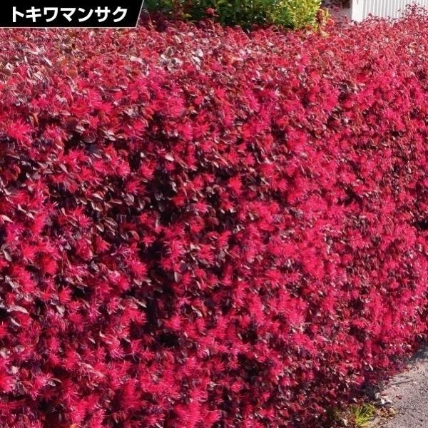 ●商品情報：剪定しなくても自然にまとまる常緑の葉は生垣に最高!! 落ち着きある銅葉と赤花が美しいトキワマンサクです。●お届け状態：12cmポット苗(樹高30〜40cm)●分類：常緑樹●花期(約)：4〜5月●生長後の樹高(約)：2〜5m●日照...