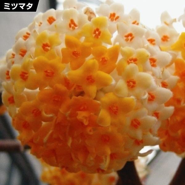 ●商品情報：無剪定で三叉になることが名の由来。ミツマタの花は黄色の小花が半球状に集まり、ぼんぼりのよう。香りあり。●お届け状態：挿木2年生10.5cmポット苗(樹高約20〜30cm)●分類：落葉樹●開花期：3〜4月●生長後の樹高(約)：1〜...