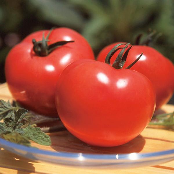 ●商品情報：株にスタミナがあるので長く収穫できます。硬玉で肉質良い実なので日もち性がよく、完熟させてから収穫できる！　葉カビ病、斑点病に強い品種です。●大玉トマト●果重（約）：220g●お届け状態：接木9cmポット苗●備考：※接木苗、特にウ...