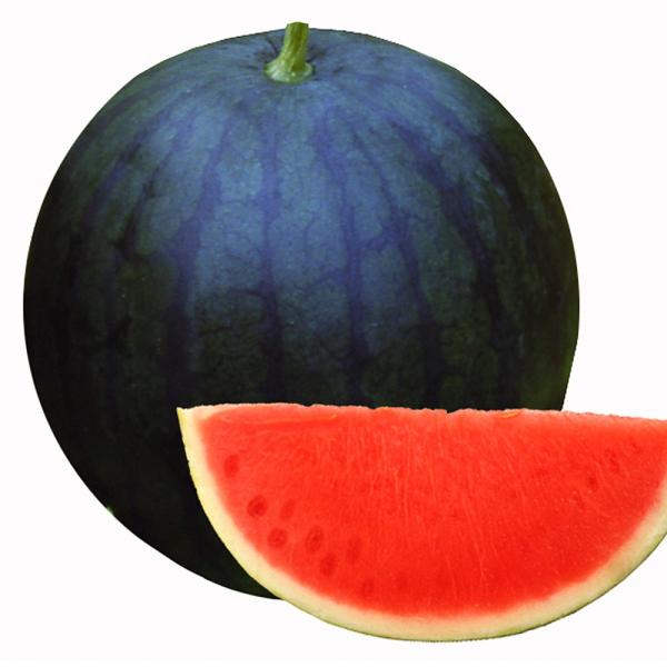 ●商品情報：食味良好・種なし・育てやすい！　発売以来、種なしスイカで人気。食べ応え抜群の大玉で、しかも高糖度。シャリ感強く、食味は極めて良好です。安定した着果、変形果や空洞果の発生の少なさも魅力。※果皮色は環境により薄くなる場合があります。...