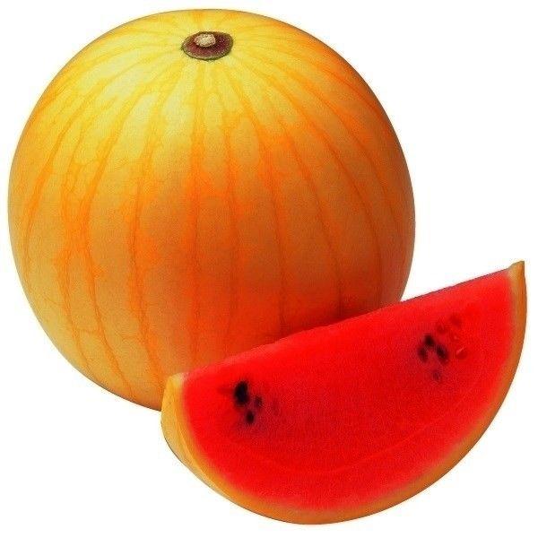 ●商品情報：冷蔵庫にぴったりの小玉。非常に甘味が強く、よく締まった鮮紅果肉が美しい。皮が薄くても裂果しにくく、病気に強い!●小玉スイカ●果重（約）：1.8〜2.5kg●糖度（約）：12度●お届け状態：接木9cmポット苗●備考：※接木苗、特に...