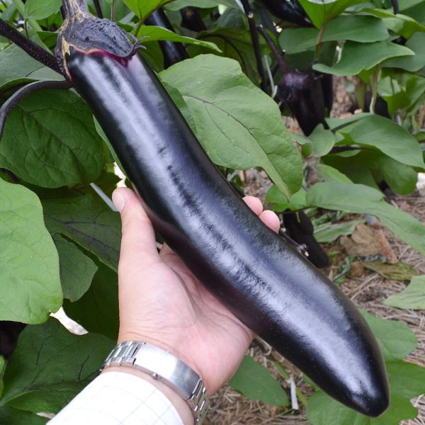 ●商品情報：ツヤのある濃紫色で、果肉は厚くとろけるようにやわらかく、甘くて旨い大長ナス。一度食べたらやみつきになる味！ 果長約35cm、太さ3.5〜4cmの立派なナスが、たくさん収穫できる！ 曲がり果の発生も少ない優良品種です。●果長（約）...