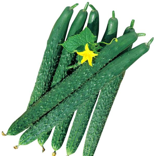 ●商品情報：耐病性強く、四葉系で最も豊産。しかも、甘味・歯ごたえがあり、普通のキュウリとは一味違う美味しさ! べと病・疫病抵抗性:強●果長（約）：26cm●お届け状態：接木9cmポット苗●備考：※接木苗、特にウリ科植物(ゴーヤ・キュウリ・メ...