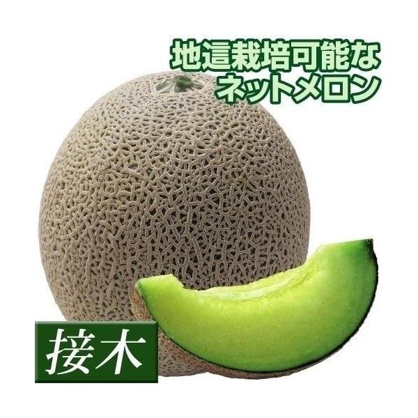 ●商品情報：うどんこ病・つる割病に強く、栽培しやすいネットメロン。雌花の着花が優れ、変形果や裂果がなく、見事なネットが美しい。果肉は緻密で糖度は15度以上で安定していて、とっても美味しい! 雨よけ・トンネル栽培向き。●果重（約）：1.5〜1...