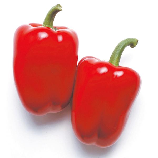 ●商品情報：果重約120gで、果形は長めのベル形で肉厚。完熟果はビタミンA・Cが多く、甘味が多くて食味良好。草勢大人しいので着果が安定し作り易い。●果重（約）：120g●お届け状態：実生9cmポット苗●栽培ポイントパプリカはなり始めは緑色で...