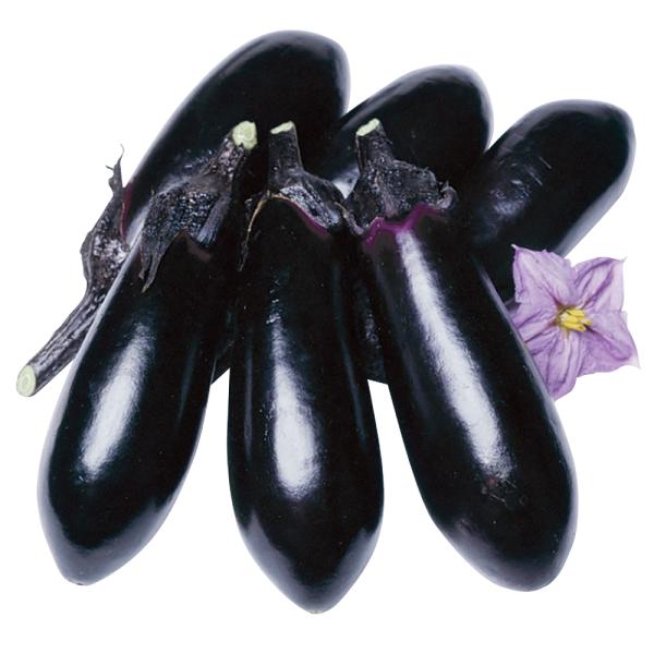●商品情報：日本を代表する長卵形ナス。果皮は濃黒紫色でツヤが良く、果揃い抜群！ 上物率が高いオススメ品種。スタミナがあり、豊産性です。●果長（約）：18〜20cm●お届け状態：実生9cmポット苗 ●備考：※ポットの口の対角線または直径が9c...
