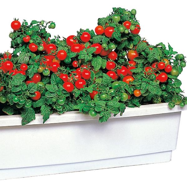 ●商品情報：草丈約30cmで支柱不要のミニトマト。コンパクトにまとまり、入念にわき芽をとらなくてもOK！ 食味良い豊産性品種。ベランダ栽培。●ミニトマト●果長（約）：2〜3cm●お届け状態：実生9cmポット苗 ●備考：※ポットの口の対角線ま...