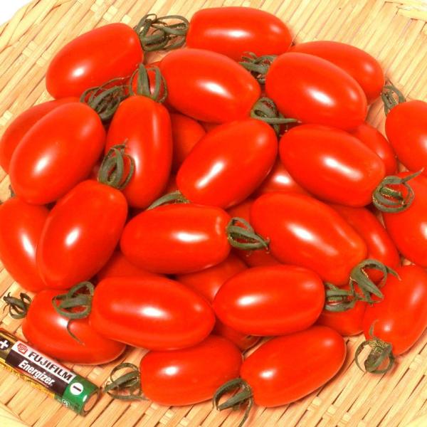 ●商品情報：可愛いプラム型の極甘ミニトマト。肉厚な果肉はシャキッと食感も良く、酸味少なく食味抜群！　鮮やかな果皮は割れにくく作り易さも嬉しい。●ミニトマト●果重（約）：18〜25g●お届け状態：接木9cmポット苗●備考：※接木苗、特にウリ科...