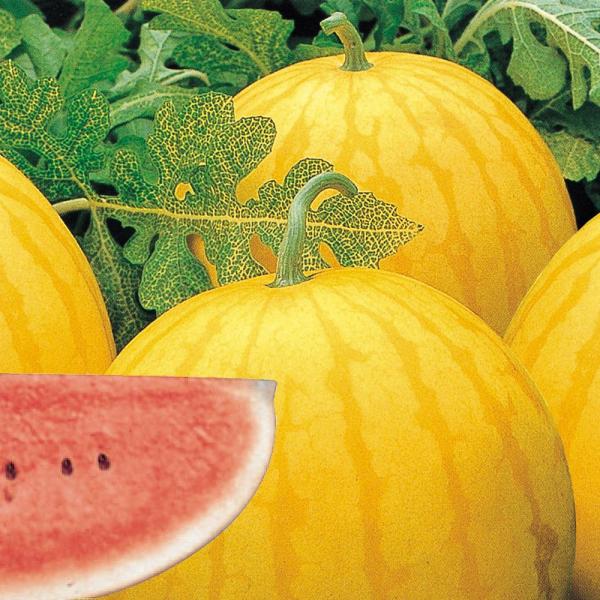 ●商品情報：美しい黄金果皮で果肉は赤と、おめでたいユニークカラーの中玉スイカ。しかも高糖度で味わい絶品！ 耐病性強く、作り易い。●中玉スイカ●果重（約）：5〜6kg●糖度（約）：12度●お届け状態：接木9cmポット苗●備考：※接木苗、特にウ...