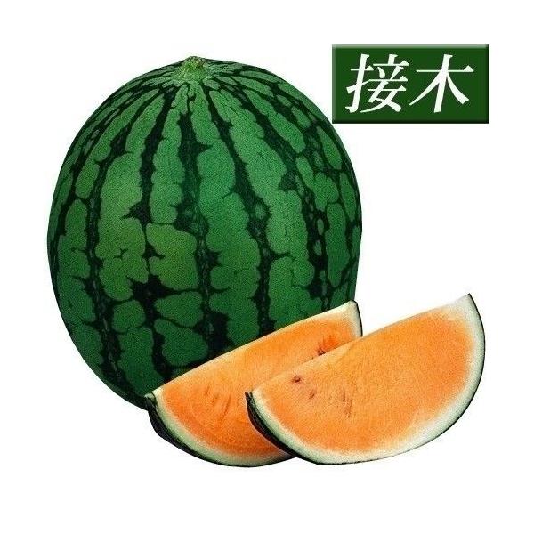 ●商品情報：冷蔵庫にジャストサイズ。種が少なく甘くてうまい、ゴールドサマーの特徴をそのまま引き継いだ小玉スイカです。●小玉スイカ●果重（約）：2.5kg●糖度（約）：12〜13.5度●お届け状態：接木9cmポット苗●備考：※接木苗、特にウリ...