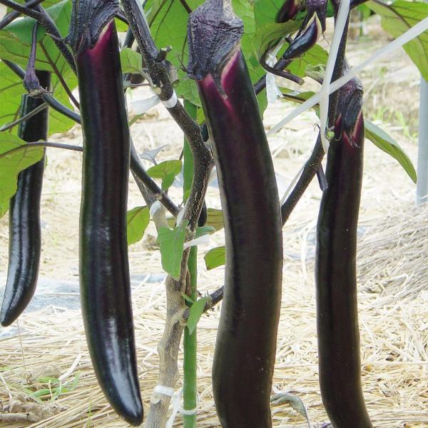 ●商品情報：果長40cm以上になる大長ナス！ 生育旺盛、着果性に優れた豊産性で、果肉はやわらかく甘味があり、焼ナスや炒め物にすると絶品です。●果長（約）：40cm以上●お届け状態：接木9cmポット苗●備考：※接木苗、特にウリ科植物(ゴーヤ・...