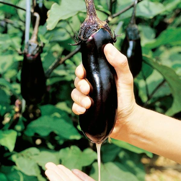 ●商品情報：浅漬けは天下一品！ ギュッと握ると水が滴るような柔らかい肉質と果皮で、浅漬けや煮ナス用として食味最高！ 長卵形の極早生品種です。●果長（約）：12cm●果重（約）：100g●お届け状態：接木9cmポット苗●備考：※接木苗、特にウ...