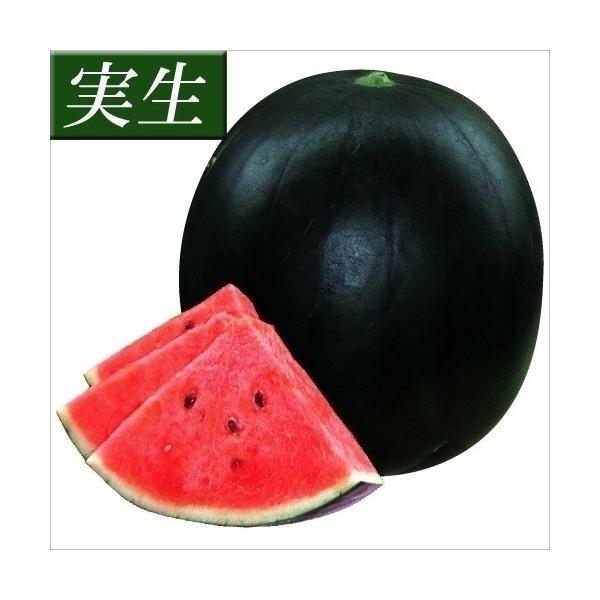 ●商品情報：飛びぬけて甘い赤肉が、約5mmの薄皮のギリギリまで詰まった高級スイカ！ シャリ感最高で日持ち性も抜群。病気に強く、空洞化が少ないなど非常に育てやすい！●果重（約）：4〜5kg●糖度（約）：12〜13度●お届け状態：実生9cmポッ...