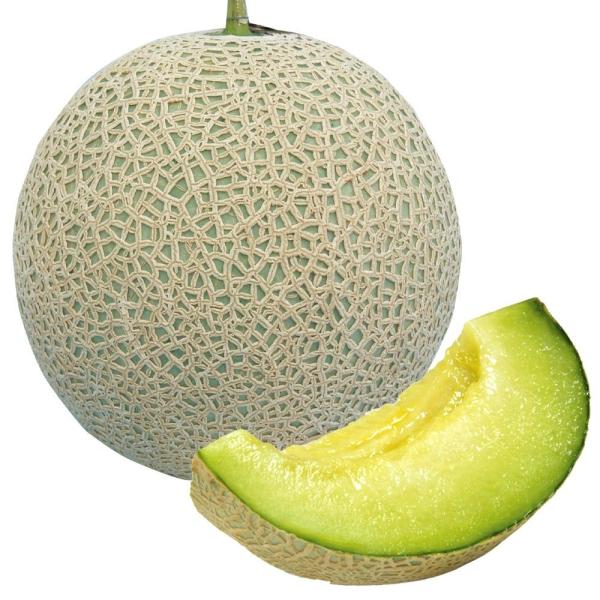 ●商品情報：うどんこ病とつる割病の抵抗性を持ち育て易く、地這栽培も可能！ 糖度約16度に安定し、甘くて美味しい。草勢も強い。雨除け栽培向き。●果重（約）：1.6〜1.8kg●お届け状態：実生9cmポット苗 ●備考：※ポットの口の対角線または...