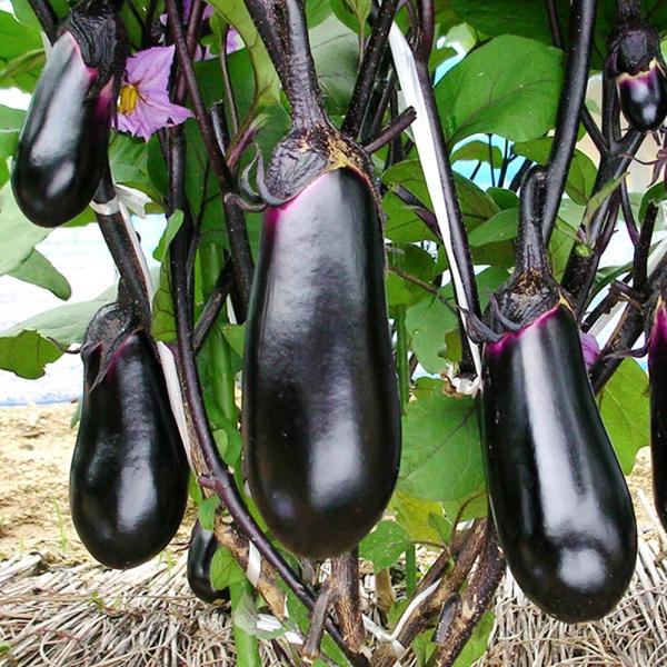 ●商品情報：疲れ知らずで長期間収穫可能！ 通常、ナスは暑さでいったん結実が止まりますが、この「F1黒味」は暑さに強くて生育も旺盛、病気にも強いので秋まで長期間収穫できます。果色は濃黒紫色でツヤがあり、高温下でも色ボケ果の発生少なく美しい長卵...