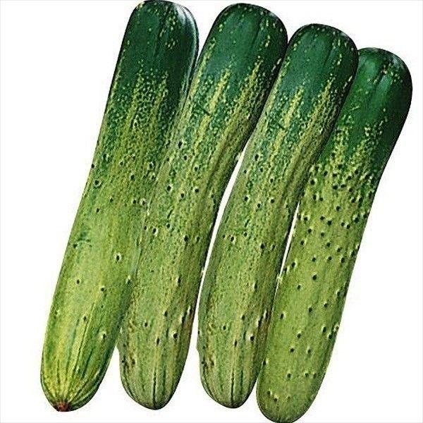 ●商品情報：節成りで漬物に最高！　春蒔に適しており、耐病性に優れています。節ごとに実が成るので大きな収量が得られます。●果長（約）：18cm●お届け状態：種子●入り数の目安：1mlあたり約15〜20粒入り※品種により差があります。●発芽適温...