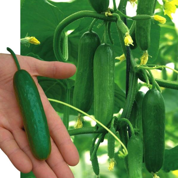 ●商品情報：手のひらサイズの実が主枝の節々に着果する完全節成り性キュウリ！　生育の中ごろから1節に3〜5果実ことも！　さらにうどんこ病に耐病性をもち育てやすさも抜群です。●果長（約）：9〜11cm●お届け状態：種子●入り数：5粒●発芽適温：...