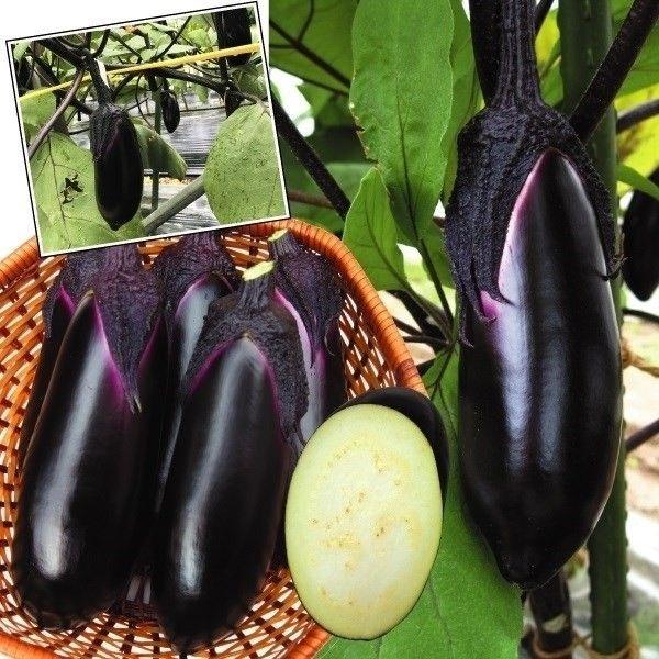 ●商品情報：受粉なしで果実が太り、種が少なくカットしても美しい！　煮る・焼く・炒めるどんな料理でも旨く、一気にどっさりではなく、低温期でも高温期でも安定して良く採れるので家庭で消費しやすい。日持ち性良く、低温期まで長〜く収穫可能。樹勢おとな...