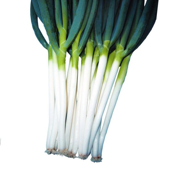 ●商品情報：耐寒・耐病・美味！ 三拍子揃ったオススメネギ。生育旺盛で、春から分げつする多収品種。しかも、なんと５月上旬頃までは、ネギ坊主がでない晩抽性なのもウレシイ。●軟白部（約）：30〜40cm●お届け状態：種子●入り数の目安：10mlあ...