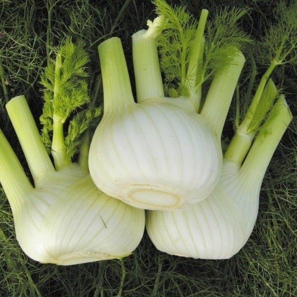 ●商品情報：早生フェンネル品種、春・夏播き、初夏・秋収穫に向きます。晩抽性、葉は立性の生育を示し、中程度の株張りとなる。鱗茎は大きく丸く良く締まっていて重量があります。白く柔らかく葉切れ感もありとても良食味である。スパイシーな香りとほのかな...
