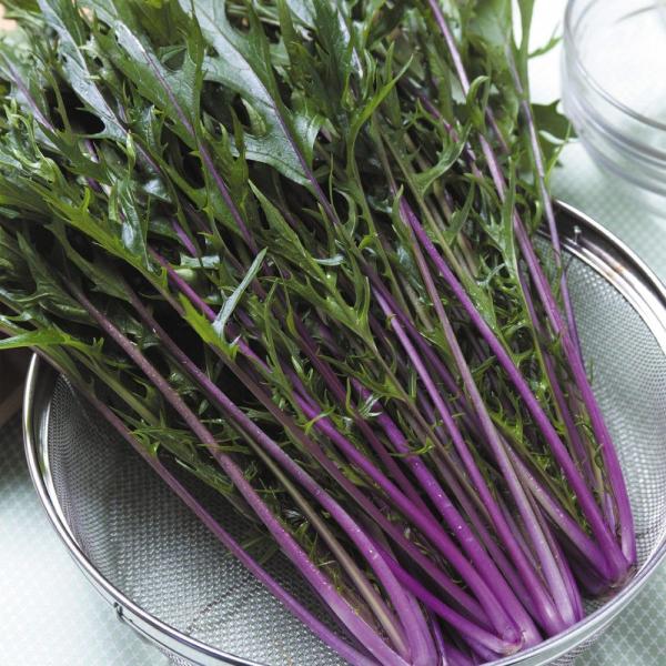 ●商品情報：動脈硬化予防になるアントシアニンを従来の水菜の５倍以上含有！ シャキシャキした食感でクセがなく、湯通し程度なら色抜けも少なく、カラフルな食卓に。しっかり着色させるために、広めの株間で栽培しましょう。※農林水産省登録品種（登録名T...