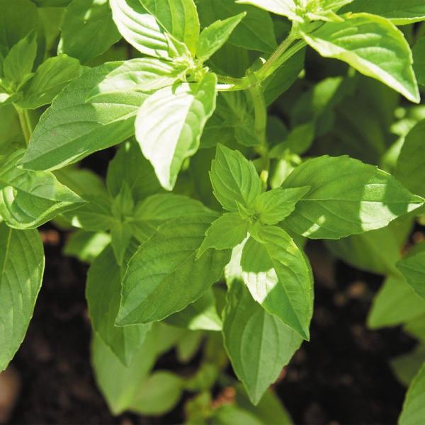 ●商品情報：その名の通り、レモンのようなすがすがしい香りが広がるバジル。サラダはもちろん、肉料理に添えたり、ピザのトッピングにオススメ！●お届け状態：種子●備考：播種や植え付け後の栽培条件、天候等によりその結果が異なることがありますが、弊社...