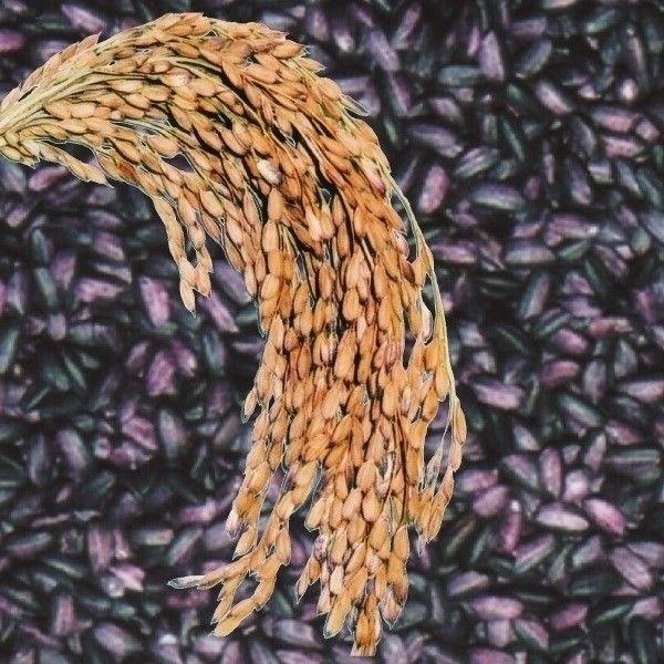 ●商品情報：日本で改良された人気の紫黒米。もちもち食感が美味! 白米と炊くと綺麗な赤飯になるもち米。●種別：水稲（もち米）●お届け状態：種子●出穂期：8月6日●成熟期：9月11日●稈長：84cm●穂長：17.4cm※出穂期、成熟期は、地域・...