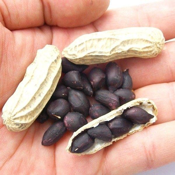 ●商品情報：一莢に3〜4粒入る豊産生で、薄皮は黒色に近い濃紫色になり、煎ると香ばしく美味！●お届け状態：種子●入り数の目安：25mlあたり約15〜20粒※入り数は目安です。品種により差があります。●発芽適温：20〜30℃※発芽させるには播種...