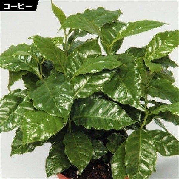 ●商品情報：コーヒー豆がなるかも！？●分類：多年草●実の観賞期 (約)：10〜12月●草丈(約) ：50cm●備考：※種子の粒数はおおよその目安を記載しております。実際の粒数とは多少差異がありますのでご了承下さい。また、粒の形状・大きさは、...