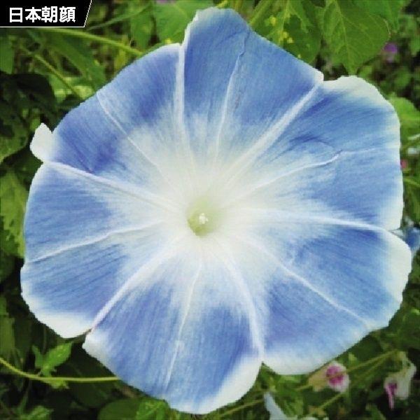 ●商品情報：涼しい花色●分類：1年草●花期 (約)：7〜9月●草丈(約) ：つる性●備考：※種子の粒数はおおよその目安を記載しております。実際の粒数とは多少差異がありますのでご了承下さい。また、粒の形状・大きさは、採種地の気候など採種条件に...